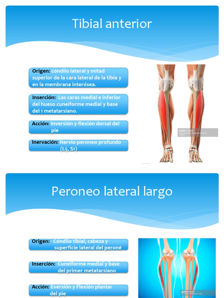 Peroneos y Tibial Anterior | PDF
