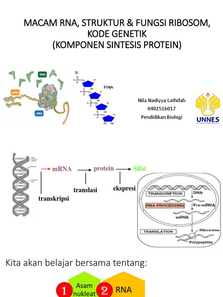 6 Macam Rna, Struktur & Fungsi Ribosom | PDF