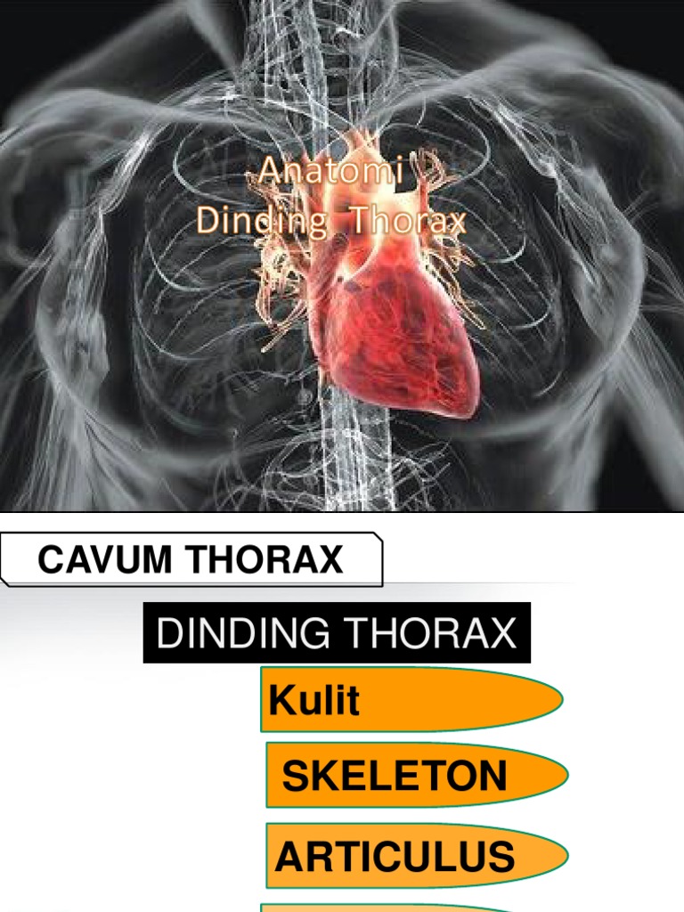 Anatomi Dinding Thorax | PDF