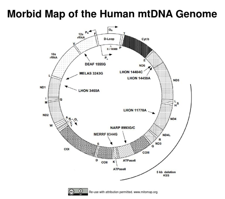 Mitocondrial Map Genome | PDF | Mitochondrial Dna | Cell Anatomy