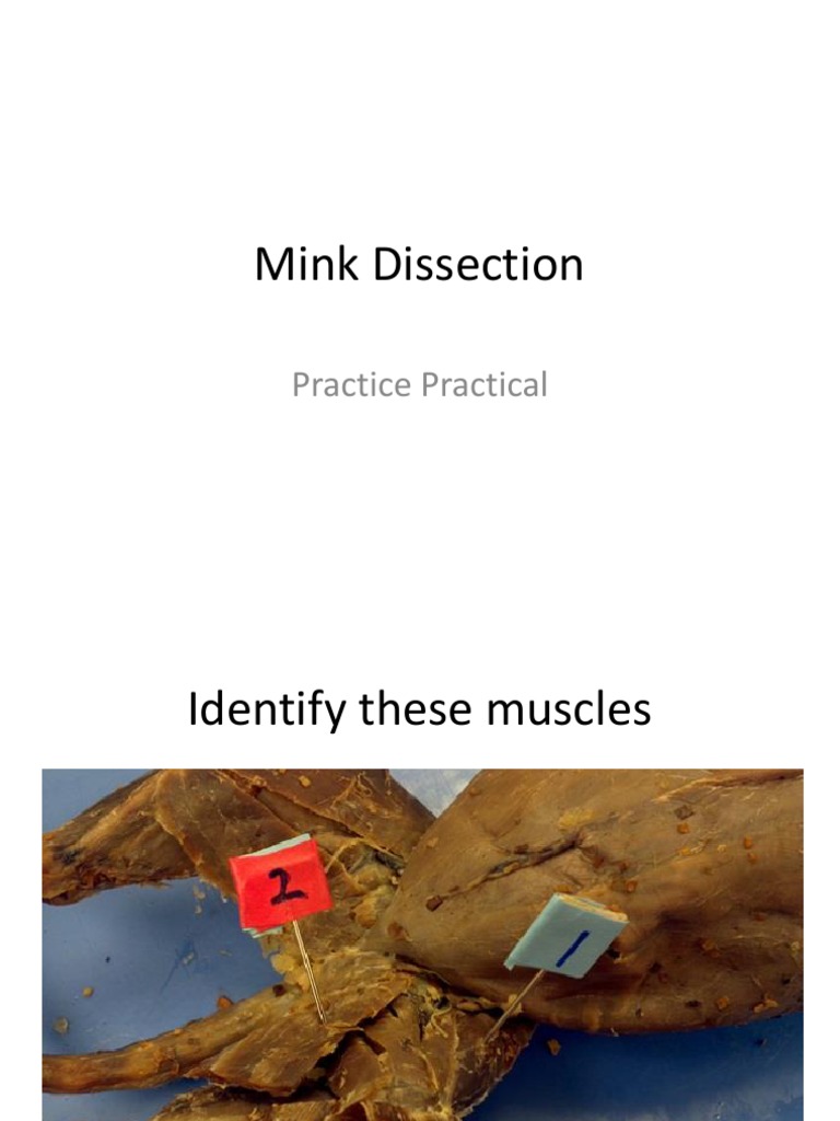Mink Muscle Identification Guide | PDF | Anatomical Terms Of Location ...