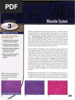 Mink Muscle Dissection Guide | PDF | Abdomen | Musculoskeletal System