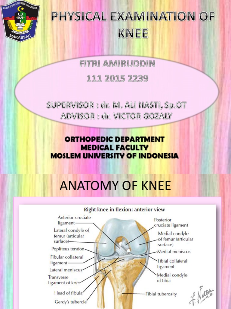 Knee Anatomy for Medical Students | PDF