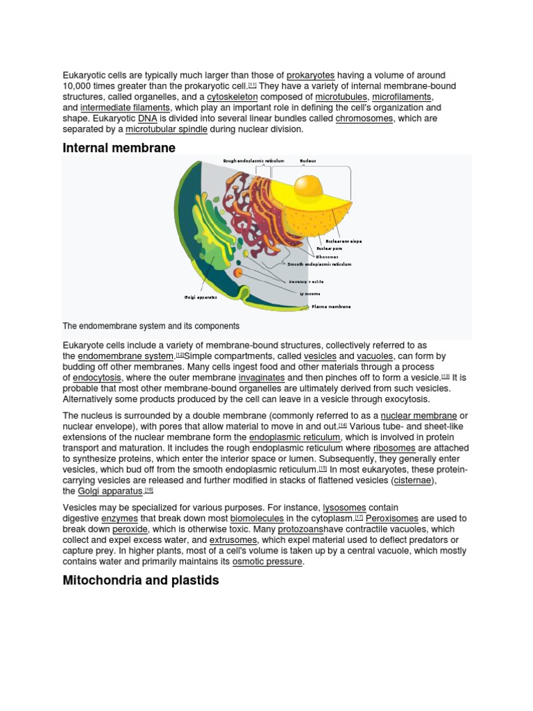Internal Membrane: The Endomembrane System and Its Components | PDF ...