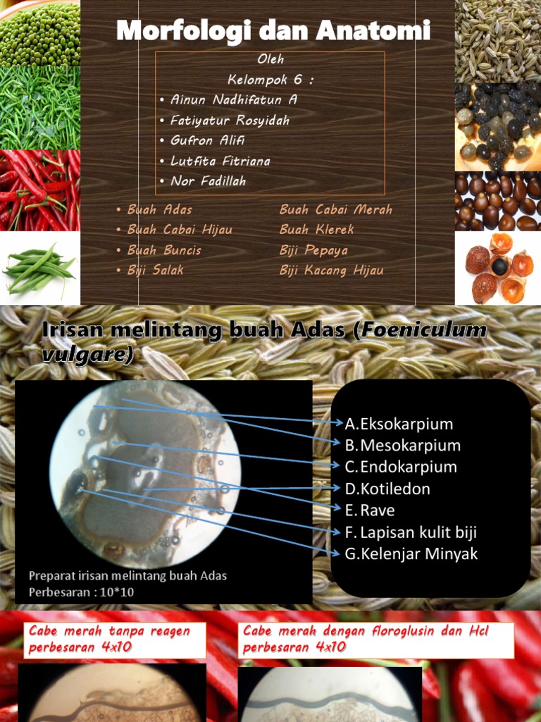 Morfologi & Anatomi Buah & Biji | PDF