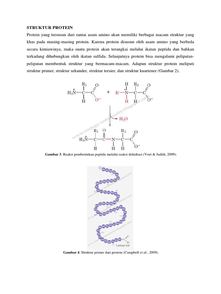 Struktur Protein | PDF