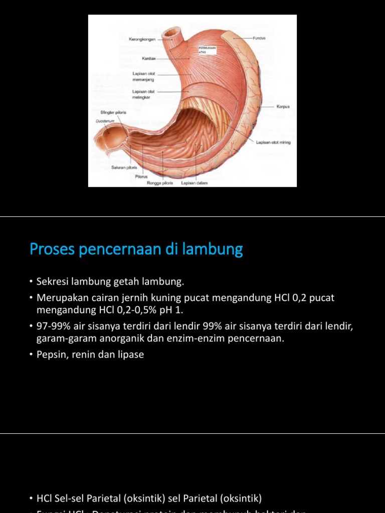 Mekanisme Lambung | PDF