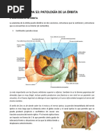 Ángulo de Louis | PDF | Tórax | Anatomía humana