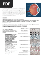 Anatomía y Patología de La Papila Óptica | PDF | Retina | Ojo humano