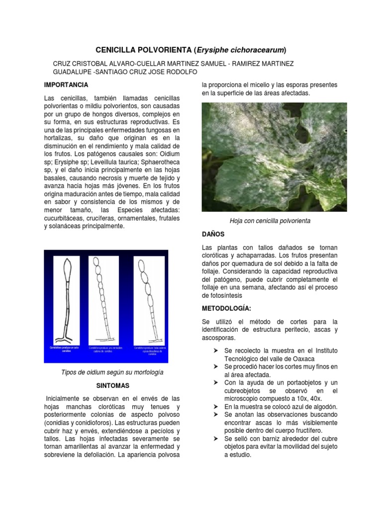 Control de Cenicilla Polvorienta | PDF | Hoja | Hongo