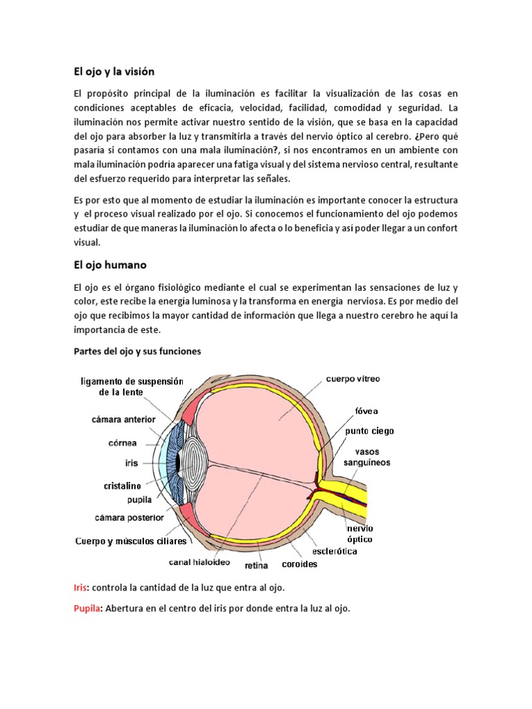 el ojo y la vision | Ojo humano | Percepción visual