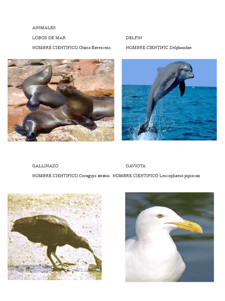 Animales de La Costa Con Su Nombre Cientifico | PDF