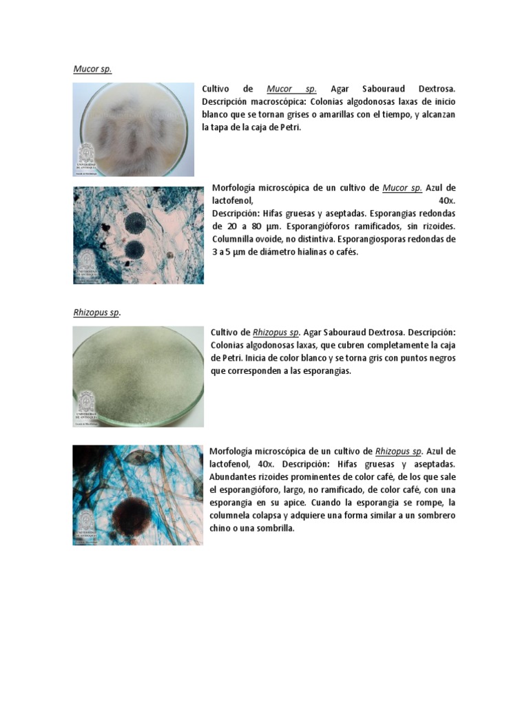 Atlas Micro | PDF | Hongo | Organismos