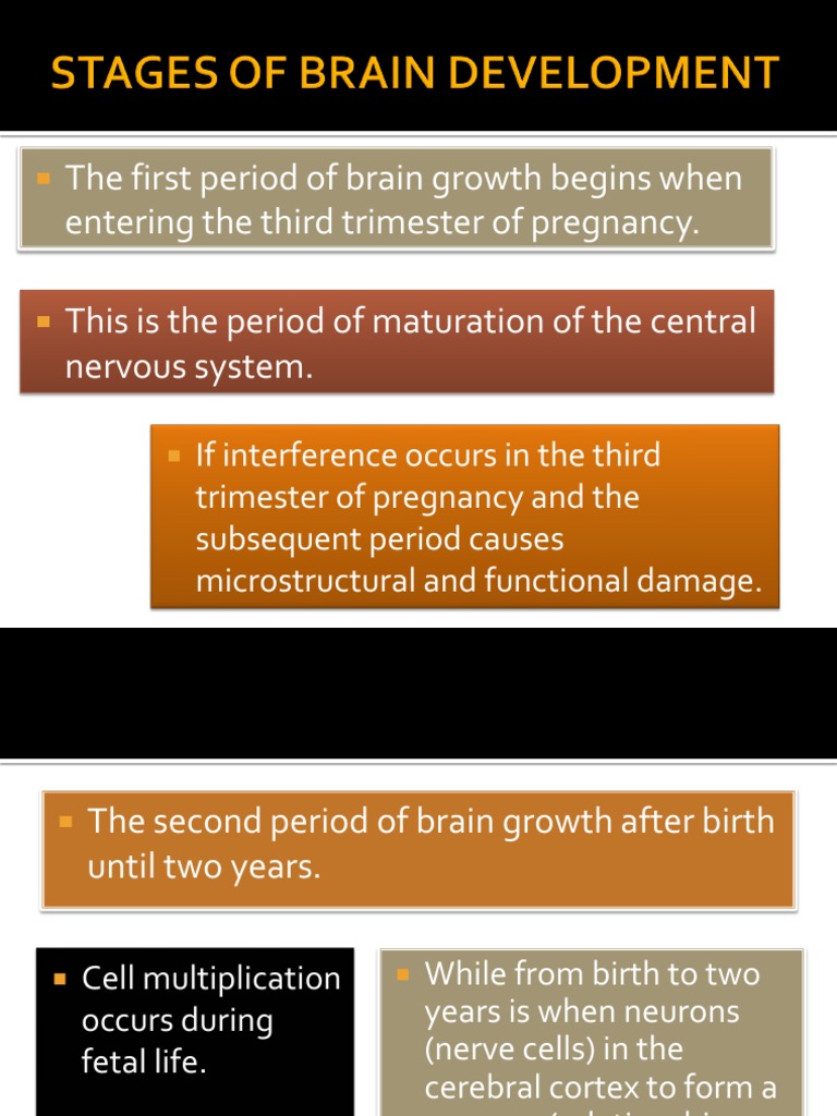 STAGES OF BRAIN DEVELOPMENT PPT by Melf | PDF
