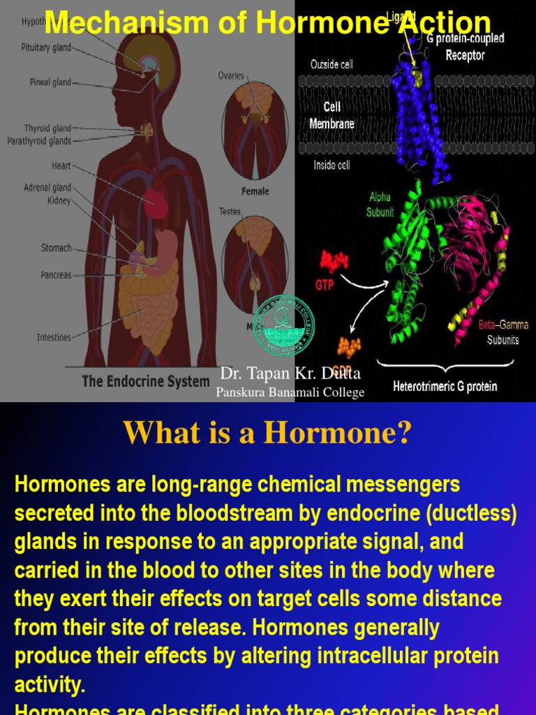 Mechanisms of Hormone Action Explained | PDF | Hormone | Receptor ...