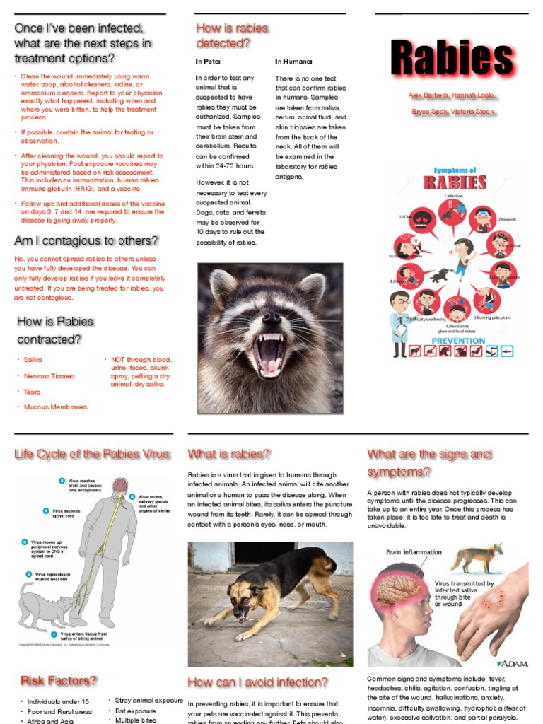 Rabies Disease Briefing | PDF | Rabies | Veterinary Medicine