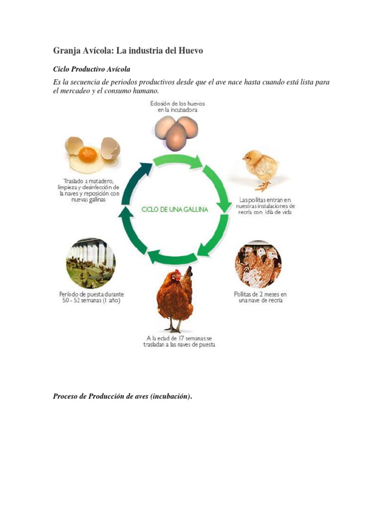 Proceso Productivo en Granja Avícola | PDF