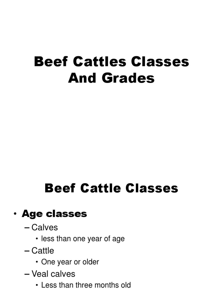 Beef Cattle Classes and Grades Explained | PDF | Calf | Bovines