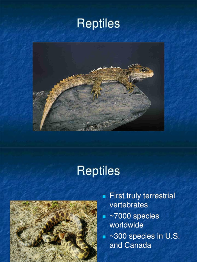 319 Reptiles | PDF | Lizard | Reptile