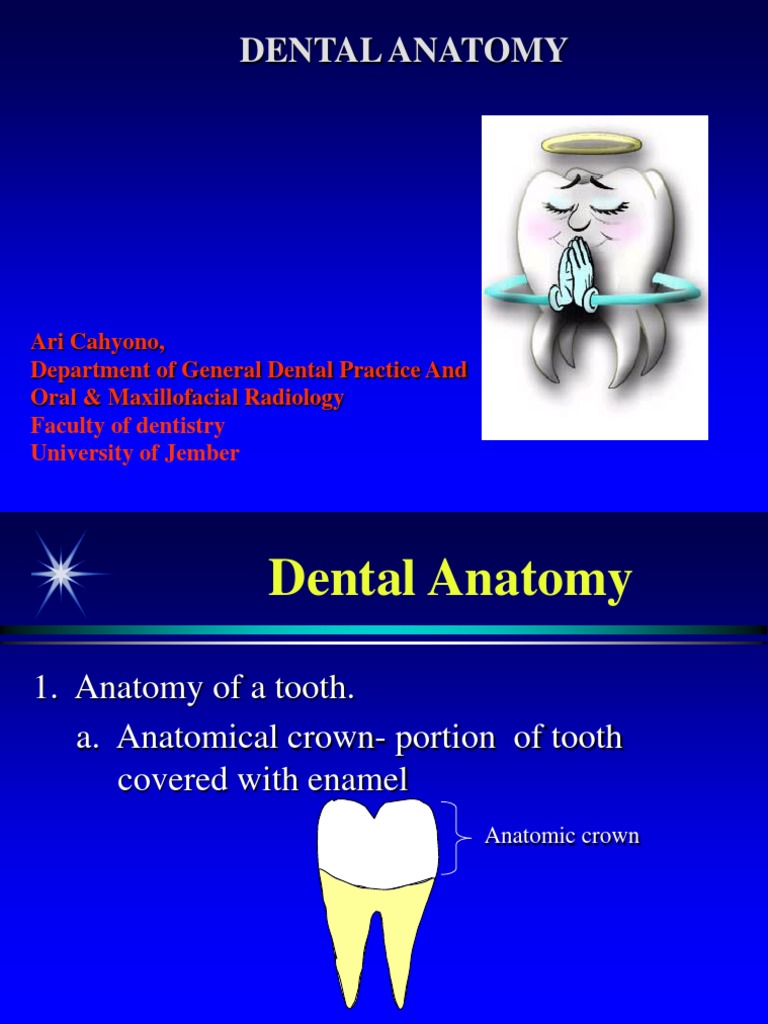 Dental Anatomy 1 | PDF | Tooth | Dentin