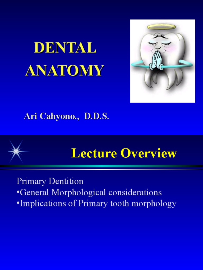 Dental Anatomy2 | PDF | Tooth | Tooth Enamel