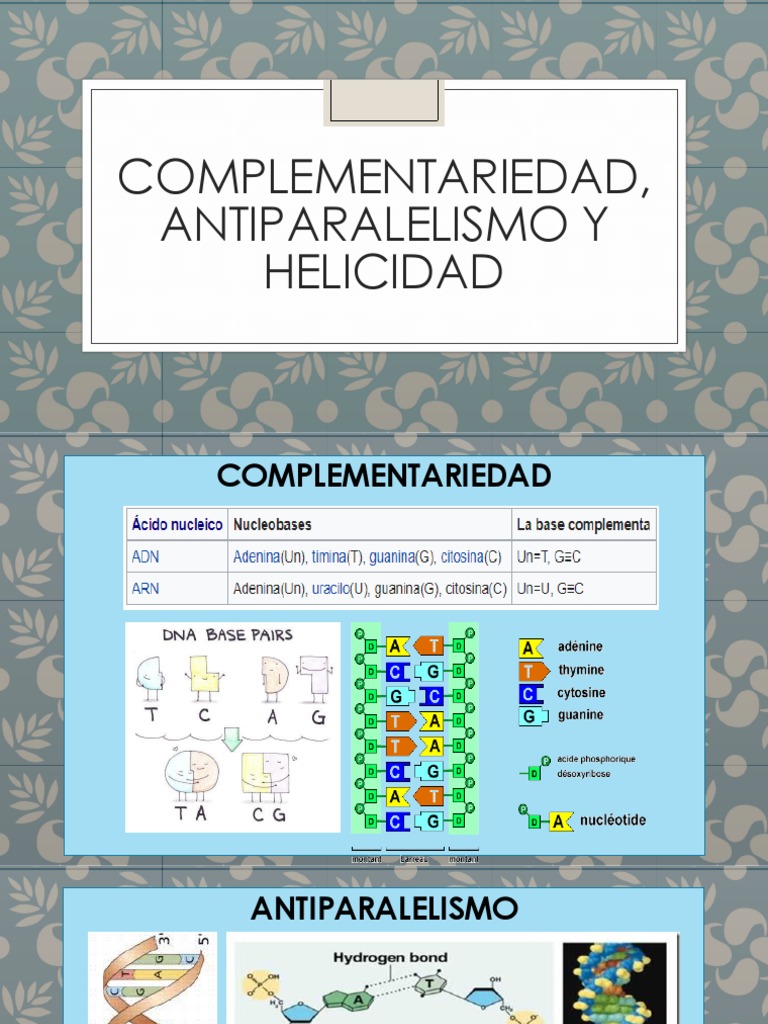 Complementariedad, Antiparalelismo y Helicidad | PDF