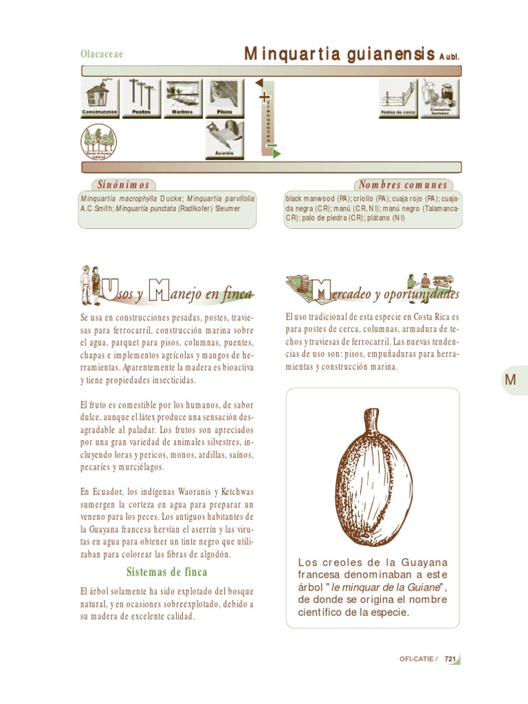 Minquartia guianensis: Especies y Usos | PDF | Arboles | Los bosques