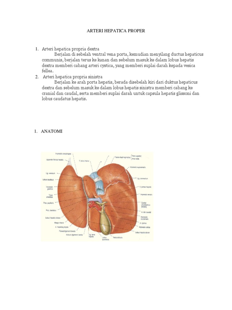 Arteri Hepatica Propria | PDF | Klasik