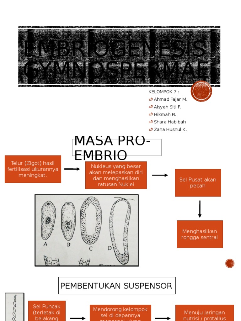 Proses Embriogenesis Tumbuhan Gymnospermae | PDF