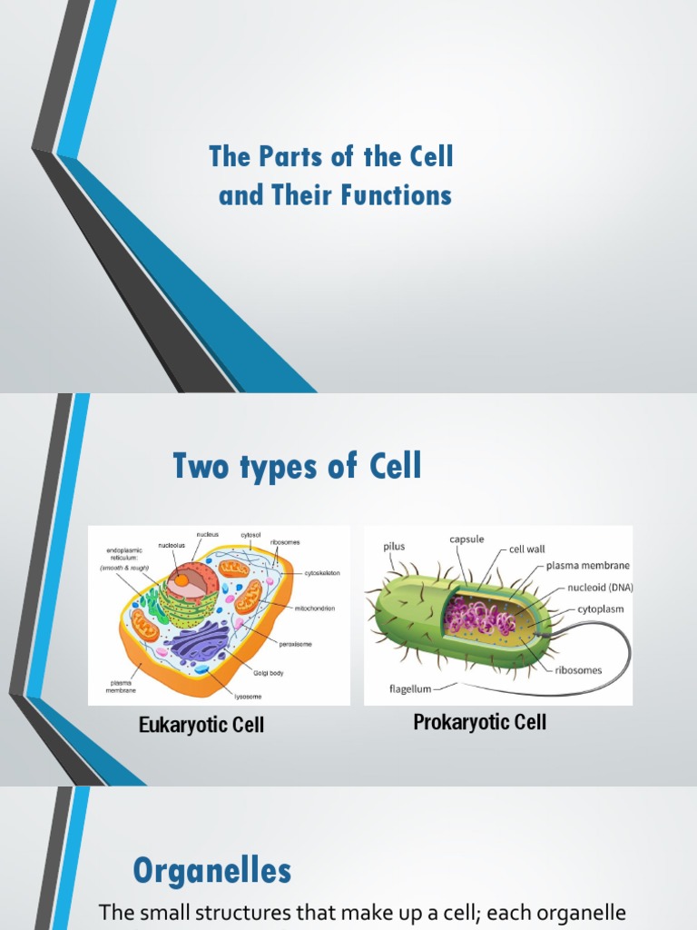 The Parts of The Cell and Their Functions | PDF