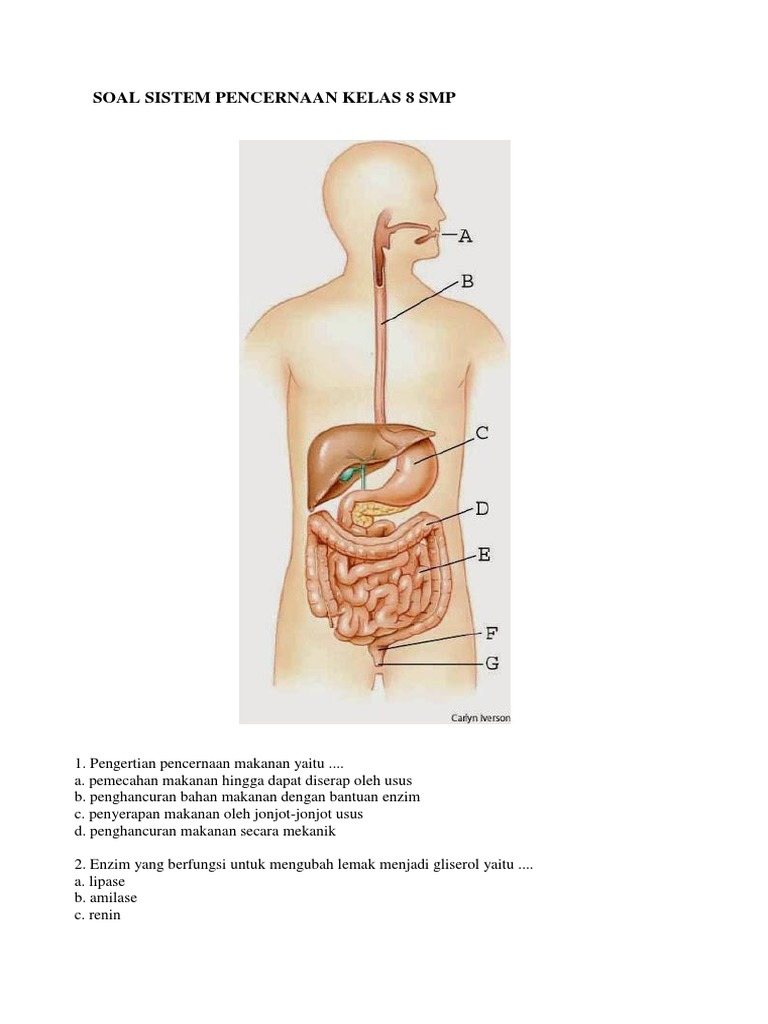 Soal Sistem Pencernaan Manusia Smp Kelas 8 - Pendidik Siswa