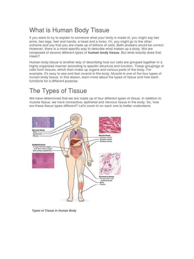 Types of Human Body Tissue Explained | PDF | Tissue (Biology) | Epithelium