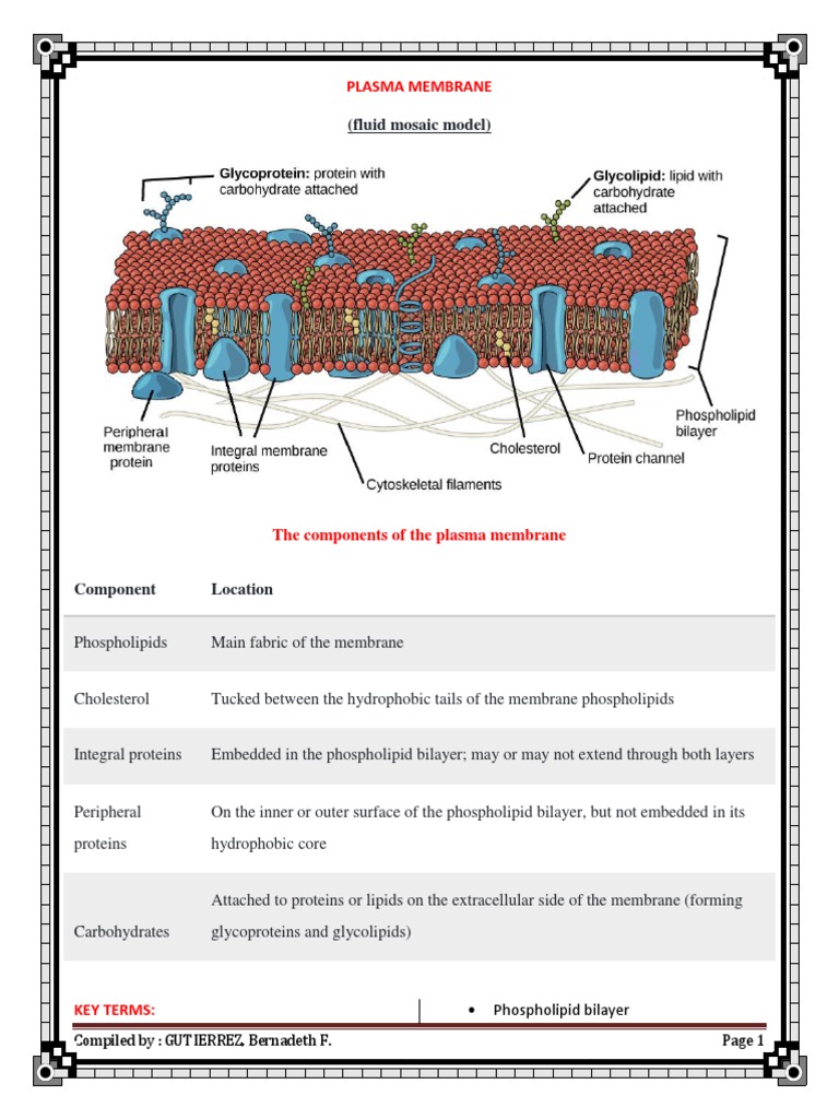 (Fluid Mosaic Model) : Plasma Membrane | PDF | Wellness