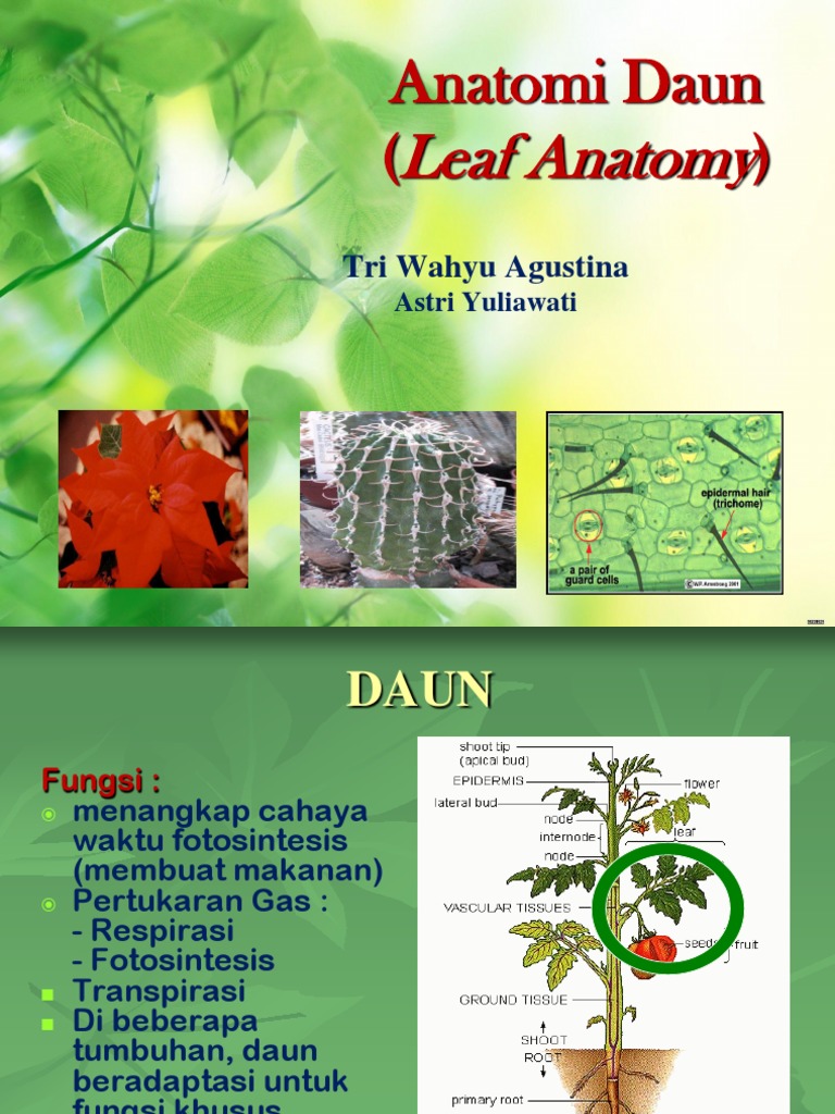 Struktur dan Fungsi Anatomi Daun | PDF