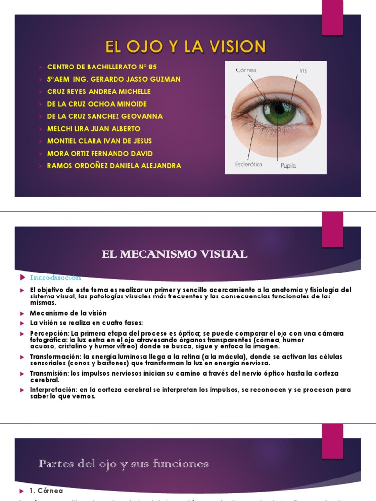 El Ojo y La Vision | PDF | Ojo humano | Percepción visual