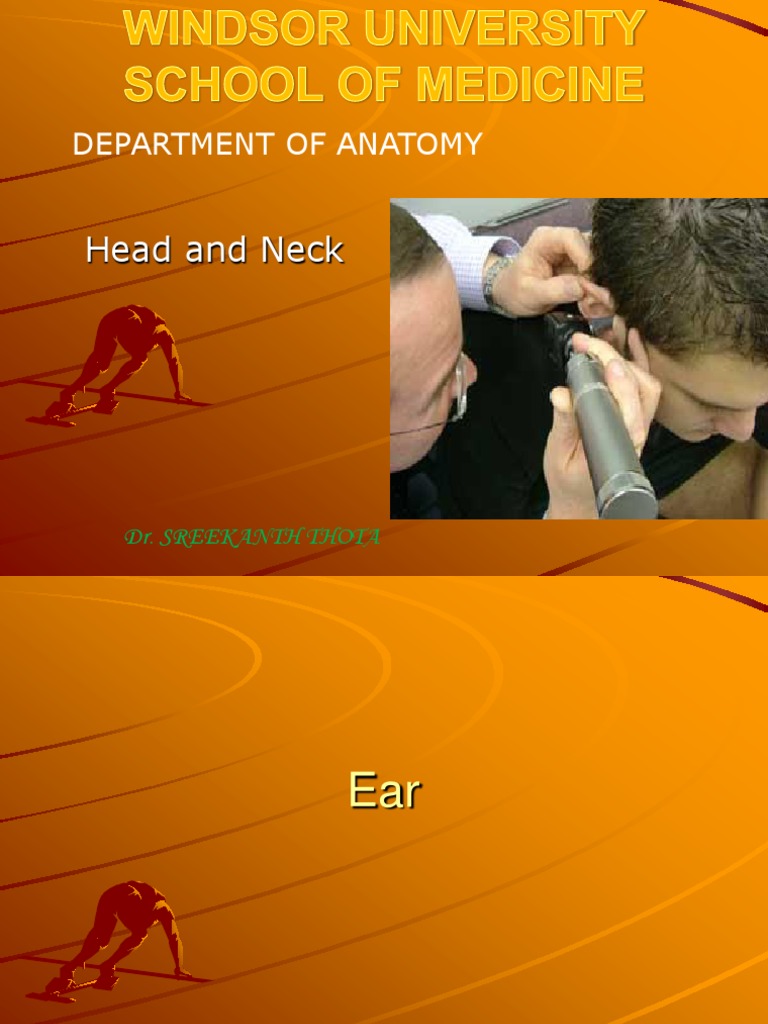 Head and Neck: Department of Anatomy | PDF