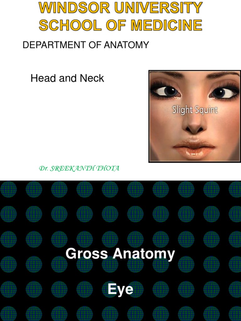 Eye | PDF | Eye | Primate Anatomy