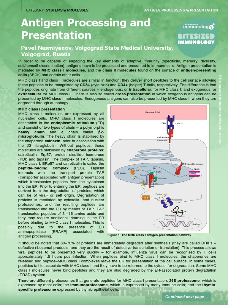 Antigen Processing and Presentation | PDF | Mhc Class I | Major Histocompatibility Complex