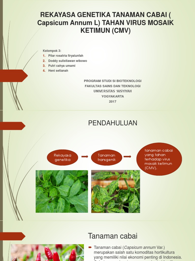 Rekayasa Genetika Cabai Tahan CMV | PDF