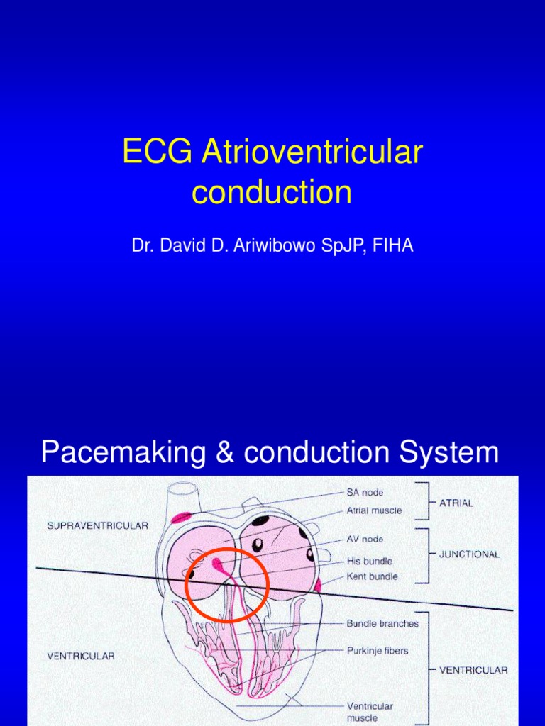 09 ECG Atrioventricular Conduction | PDF | Heart | Cardiovascular System