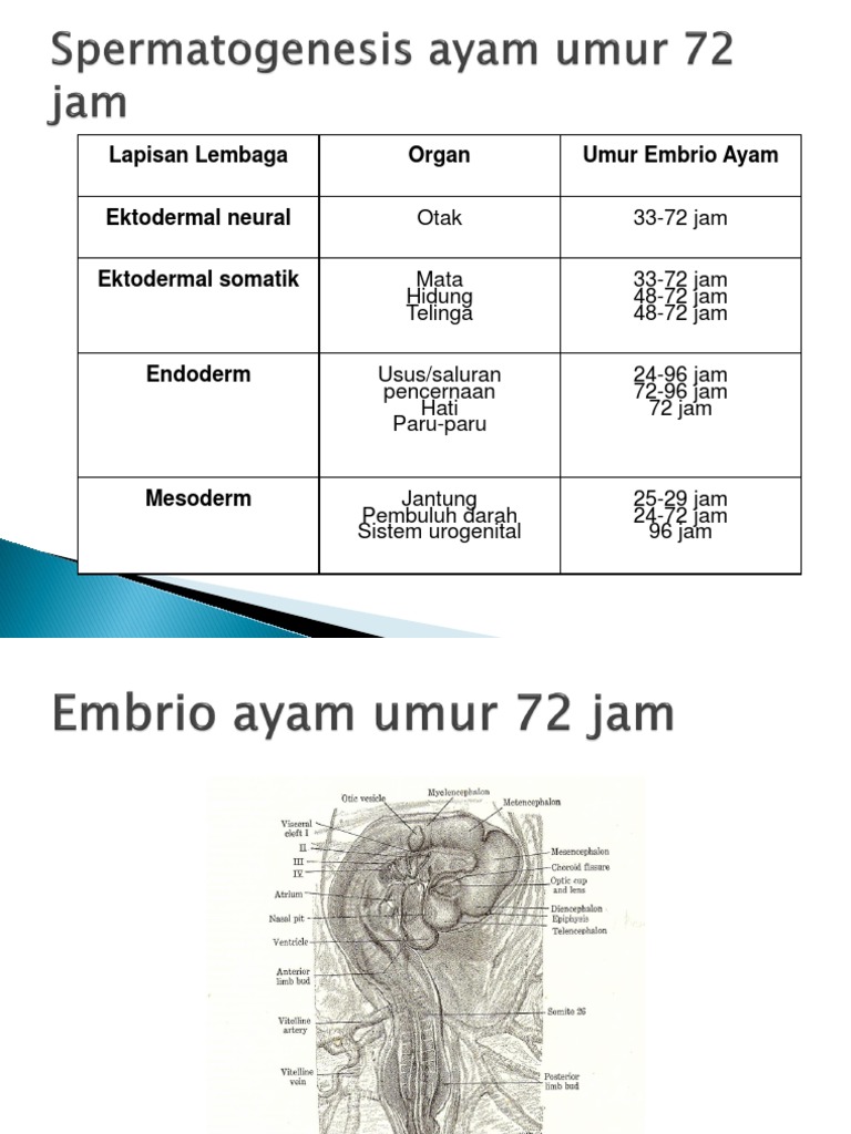 Embrio Ayam 72 Dan 96 Jam | PDF