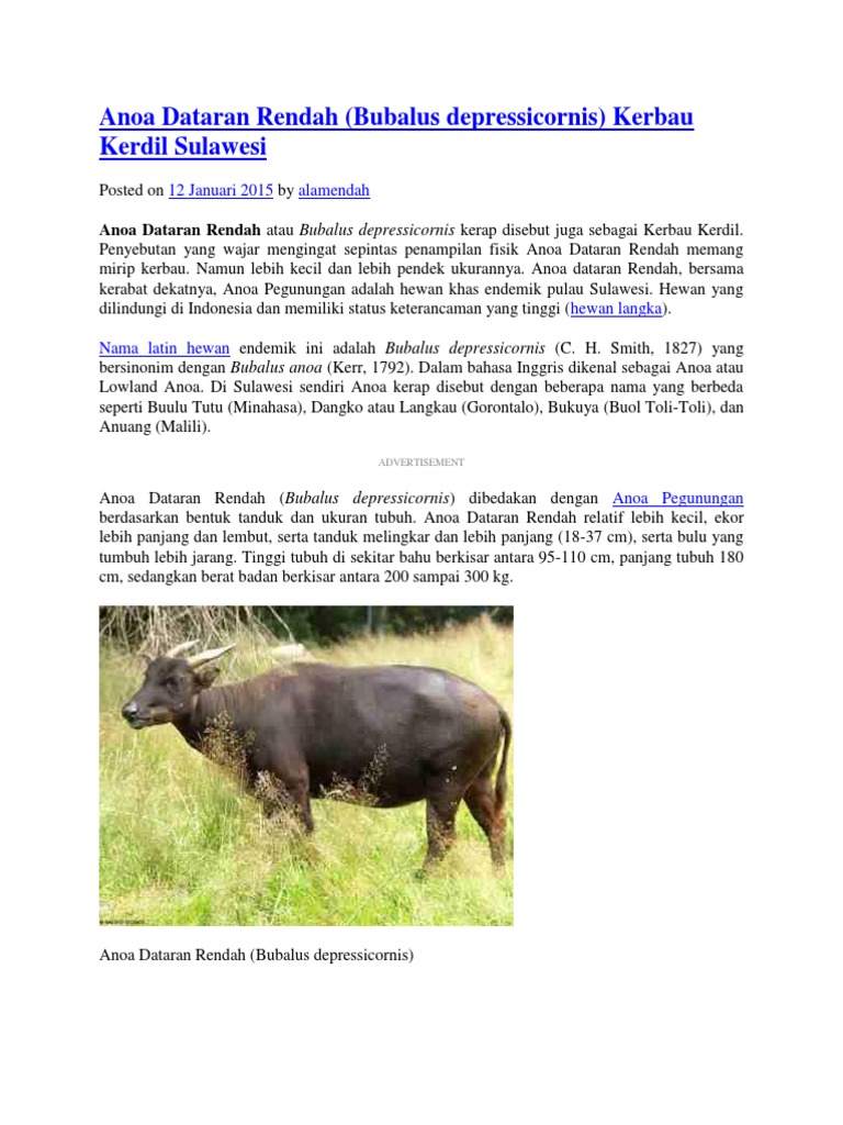 Anoa Dataran Rendah | PDF