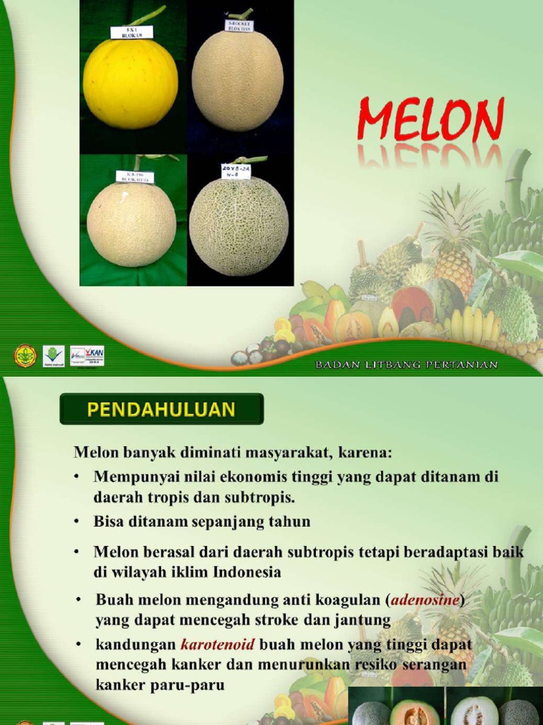 Budidaya Melon PDF | PDF