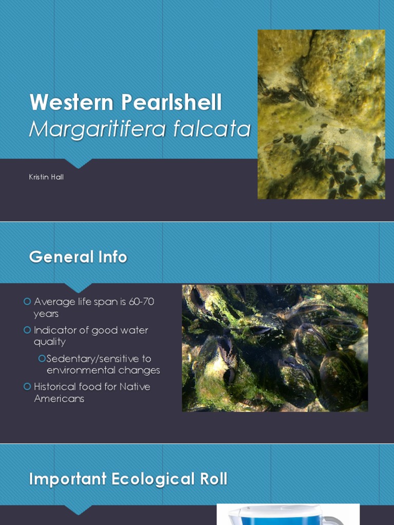 Western Pearlshell Presentation | PDF | Cooking, Food & Wine