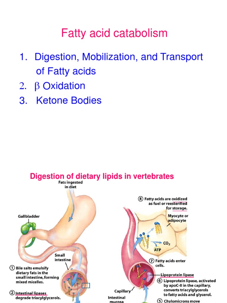 Fatty Acid Catabolism: 1. Digestion, Mobilization, and Transport of ...