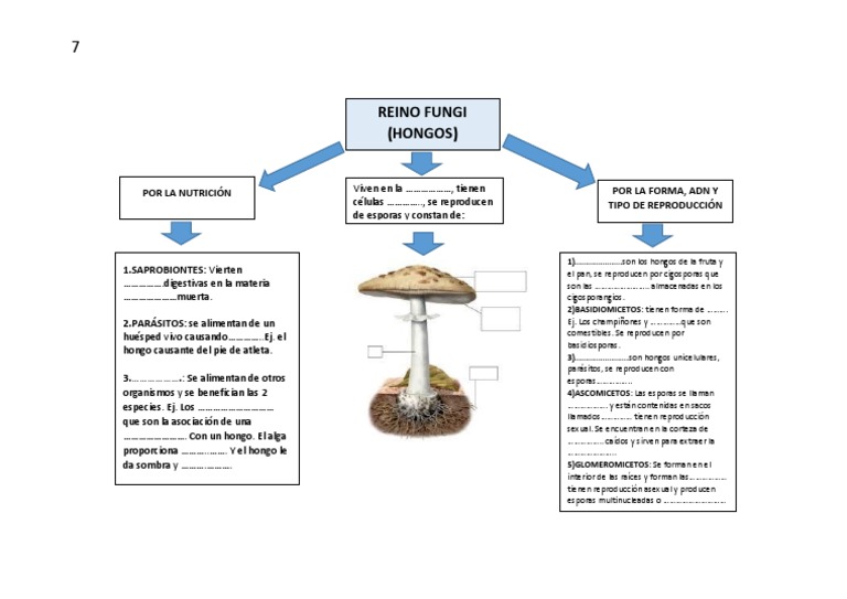 6 Reino Fungi | PDF | Hongo | Biología