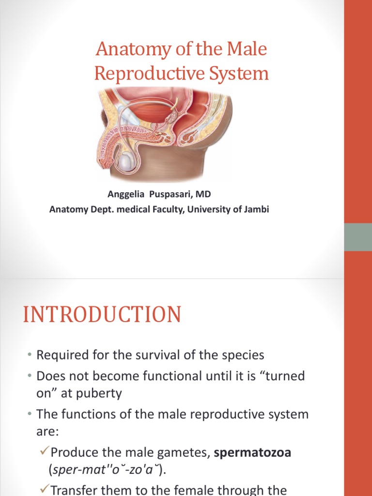 Anatomy of Male Reproductive Organs | PDF | Testicle | Sex Organ