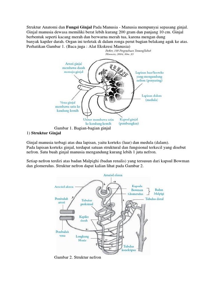 Struktur Anatomi Dan Fungsi Ginjal Pada Manusia | PDF