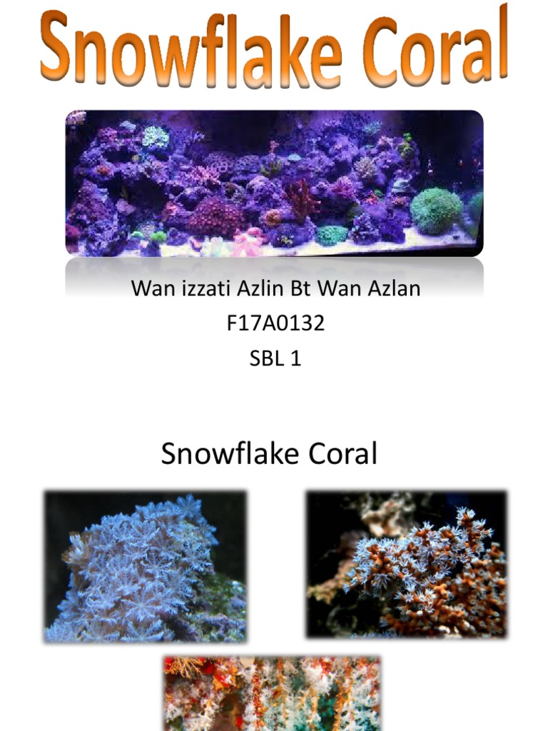 Snowflake Coral Presentation | PDF