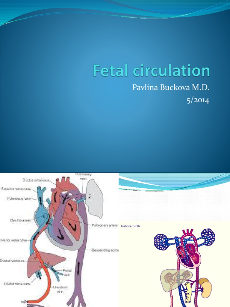 Fetal Circulation | PDF